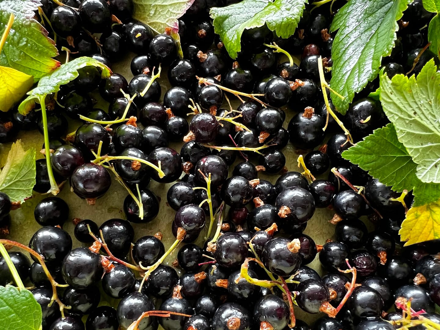 5 Delicious Recipes to Make with Homegrown Blackcurrants - Allotment ...